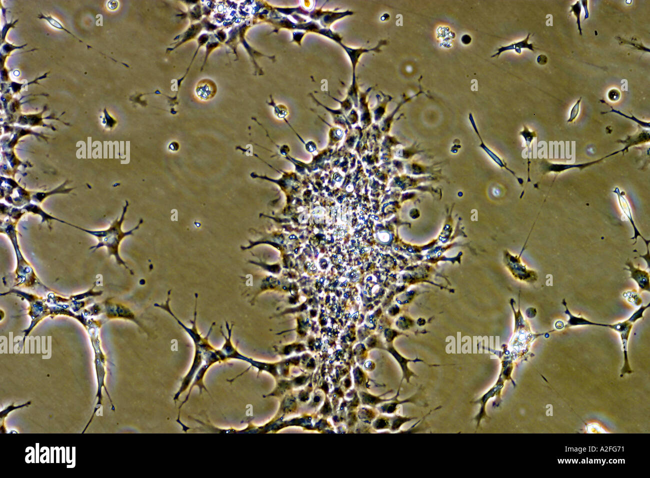 Cell division in animal cells hi-res stock photography and images - Alamy