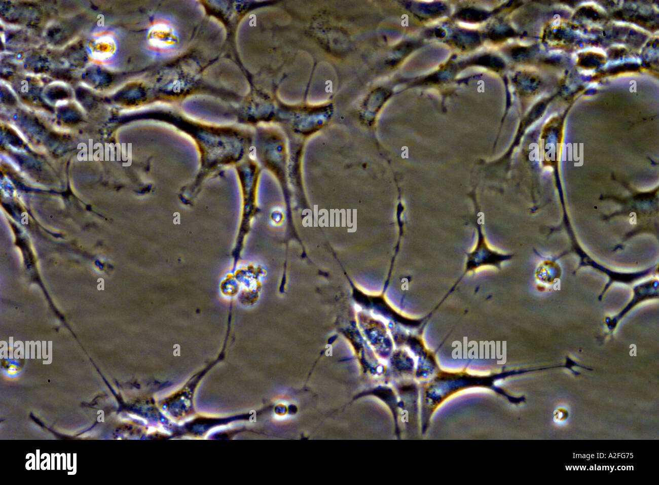 Cell division in animal cells hi-res stock photography and images - Alamy