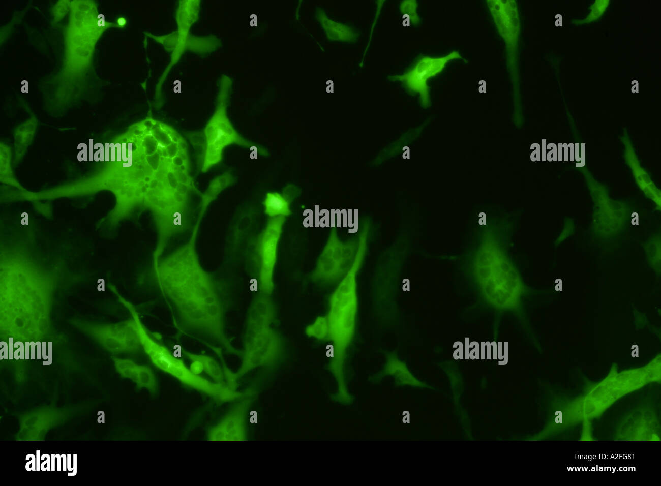 Fluorescent Mouse High Resolution Stock Photography and Images - Alamy