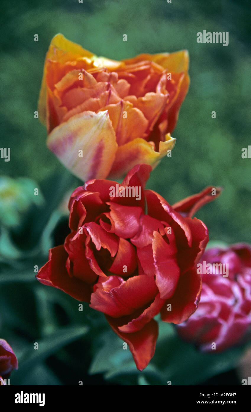 Frilled Tulip High Resolution Stock Photography and Images - Alamy