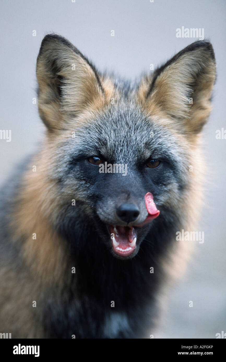 Cross Fox (Vulpes vulpes) an example of color variations within a ...