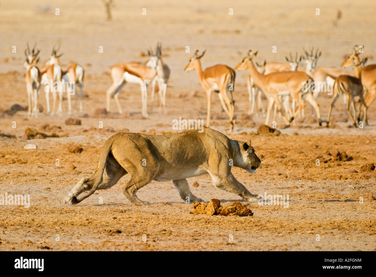 Lion, Lioness (Panthera leo) is hunting a springbok, (Antidorcas ...
