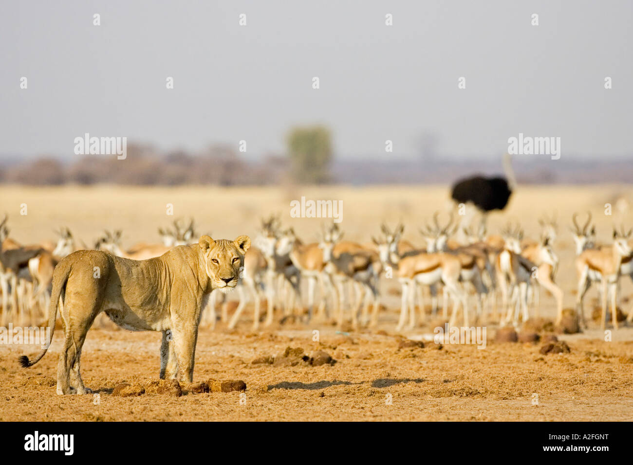 Lion, Lioness (Panthera leo), springboks (Antidorcas marsupialis), Nxai ...