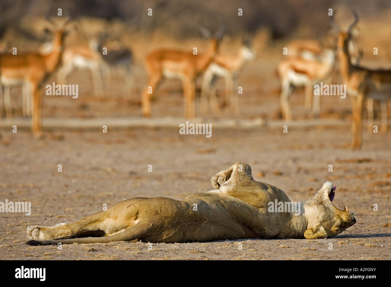 Tired lion, lioness (Panthera leo). Nxai Pan, Makgadikgadi Pan National ...