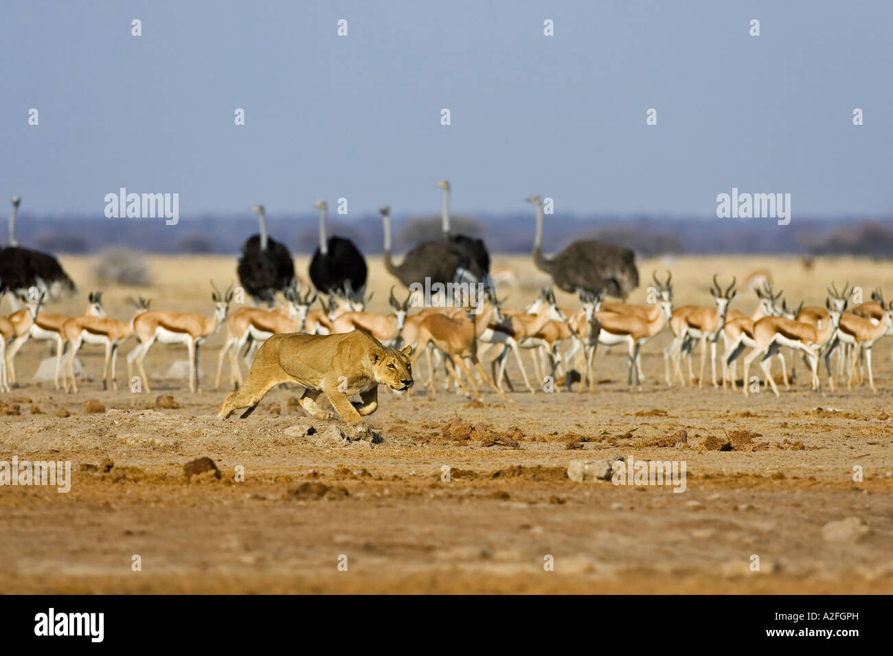 Lion Hunting Antelope