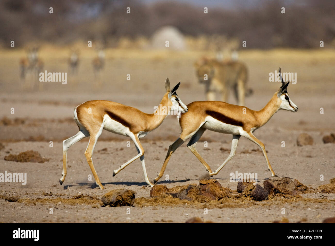 Lion, Lioness (Panthera leo), springbok, (Antidorcas marsupialis), Nxai ...