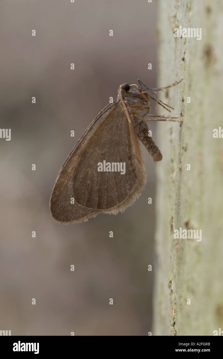 Winter Moth male - Operophtera brumata Stock Photo - Alamy