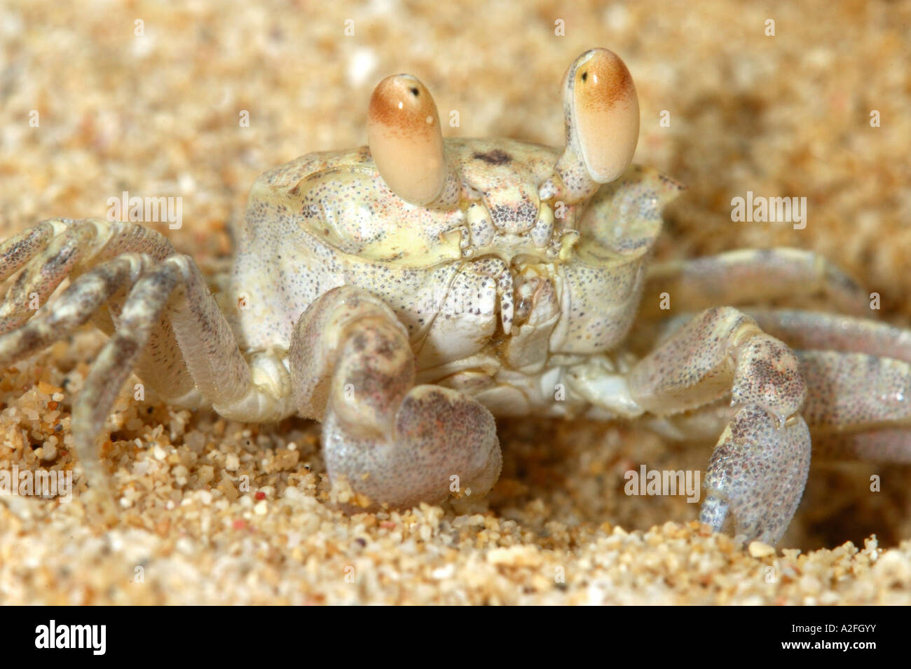 Mauritius crabs hi-res stock photography and images - Alamy