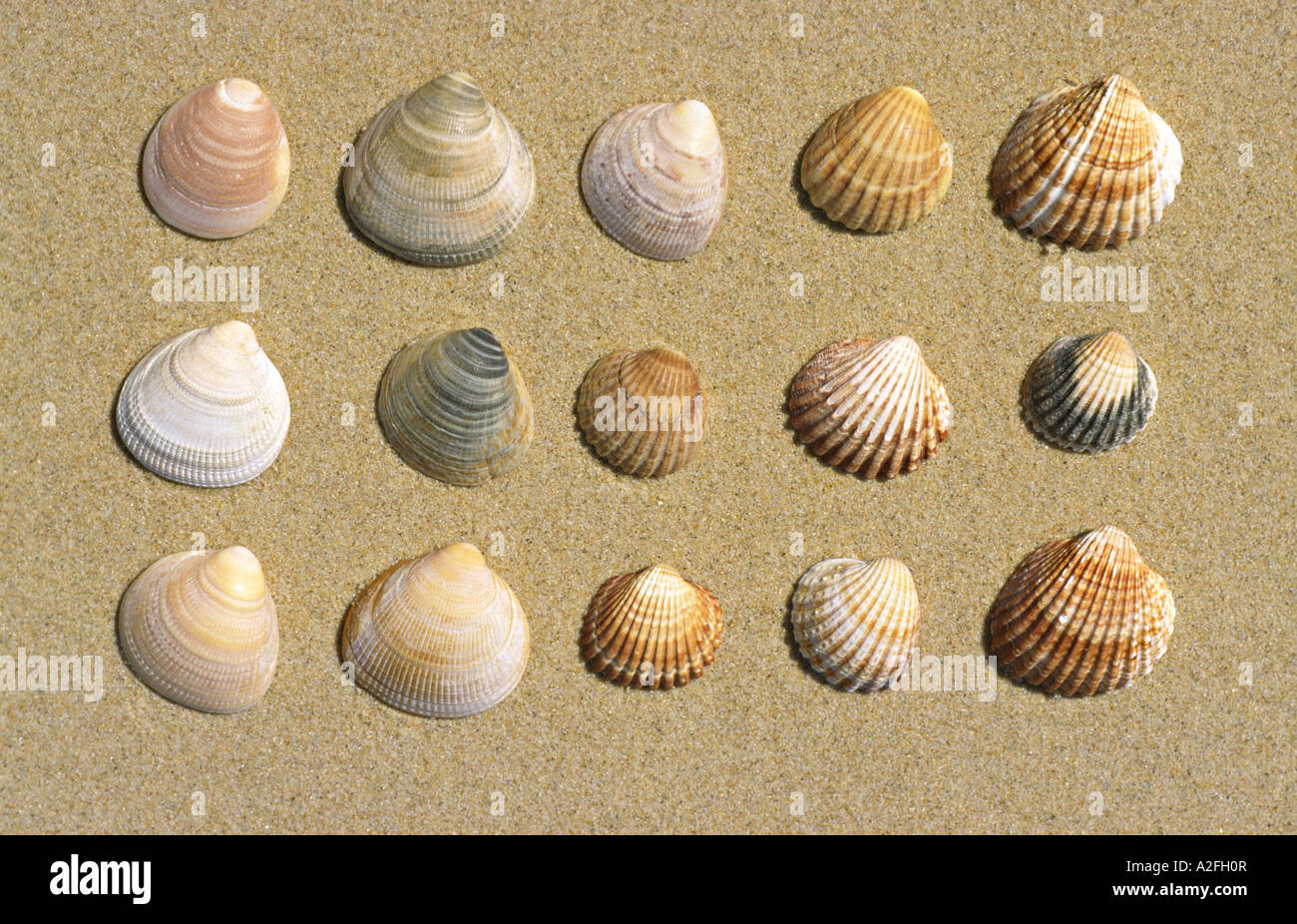 Arrangement of different shells in sand Stock Photo - Alamy