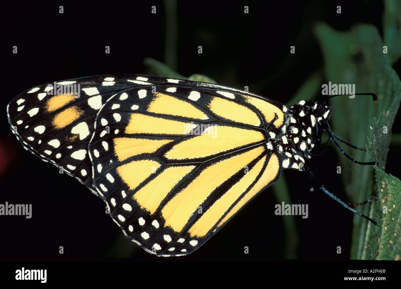 Monarch Butterfly Danaus plexippus USA Stock Photo - Alamy
