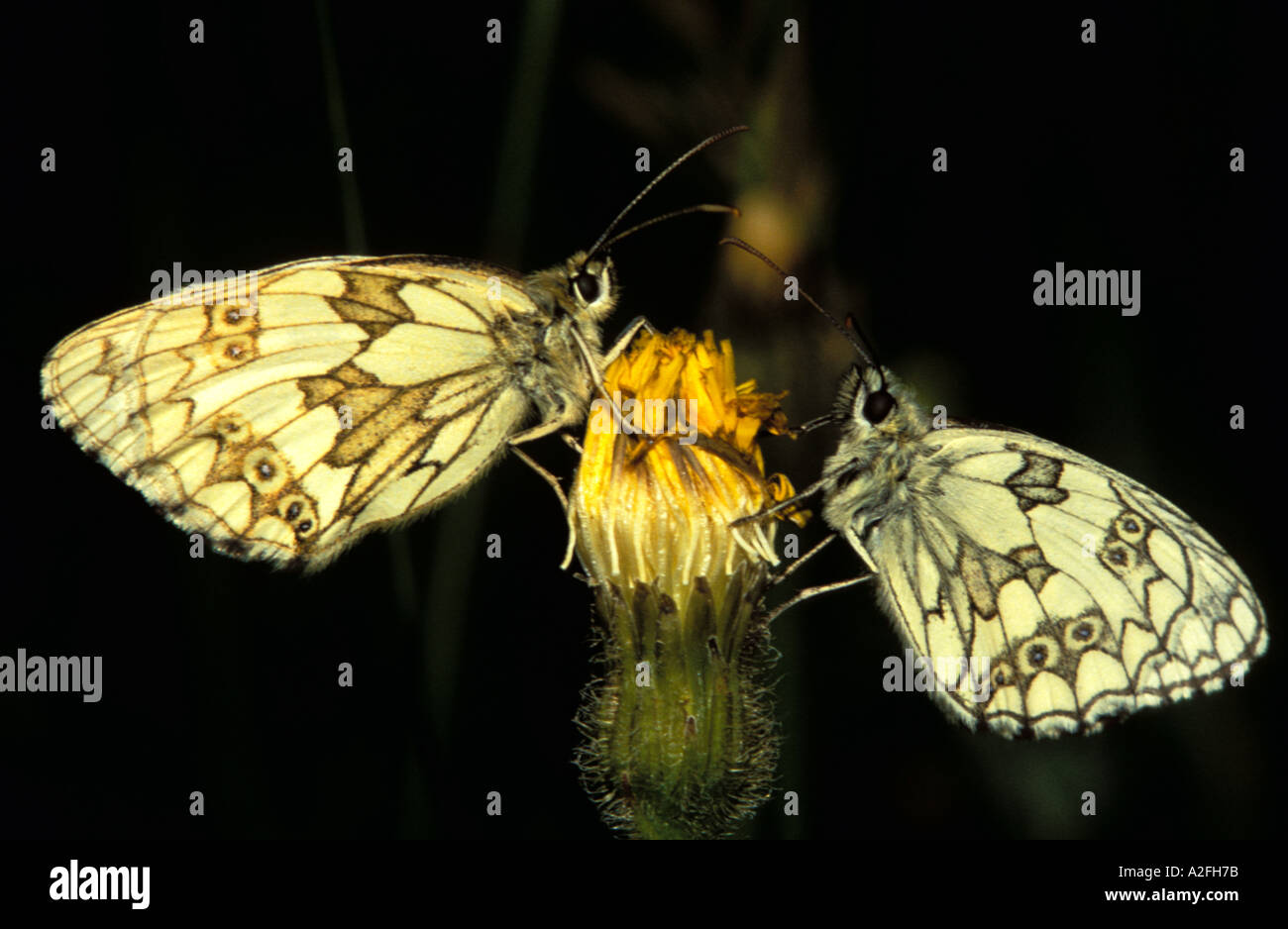 Two marbled white butterflies hi-res stock photography and images - Alamy