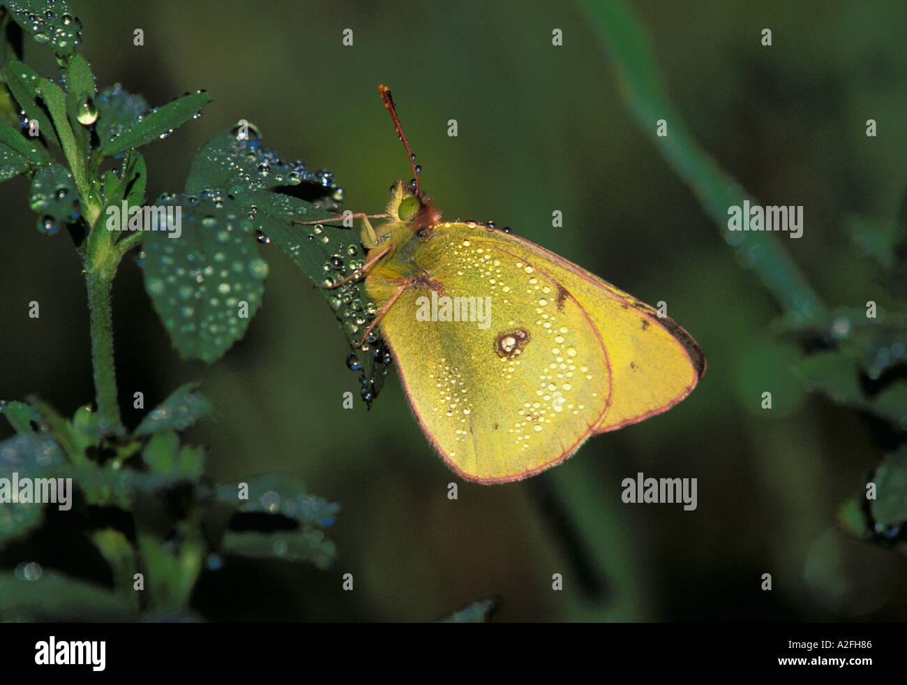 Clouded Yellow butterfly Colias croceus in morning dew UK Stock Photo ...