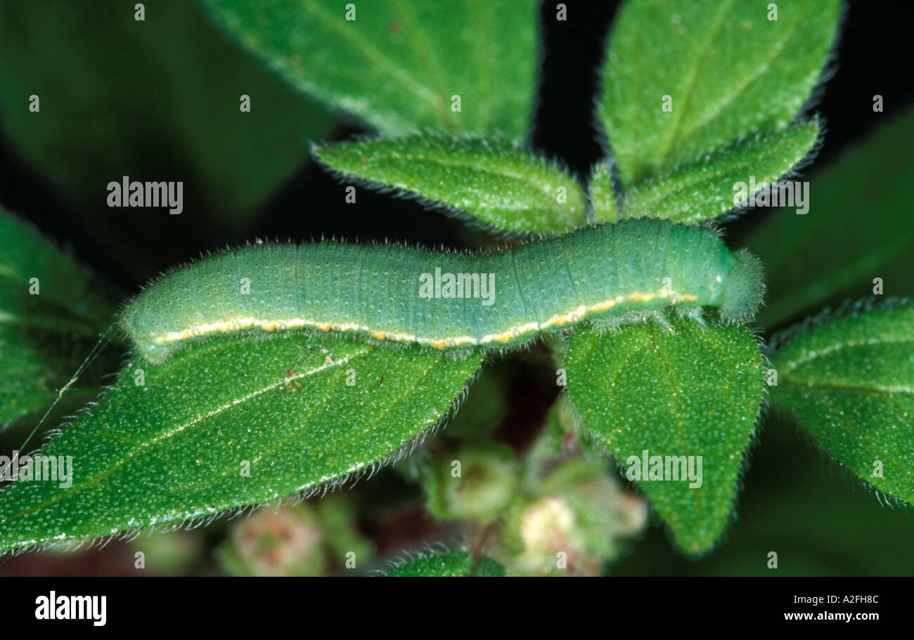 Clouded Yellow butterfly Colias croceus caterpillar or larvae UK Stock ...