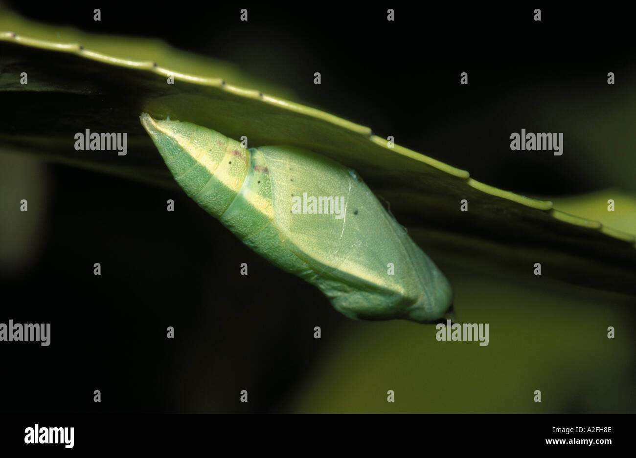 Clouded Yellow butterfly Colias croceus pupae UK Stock Photo - Alamy