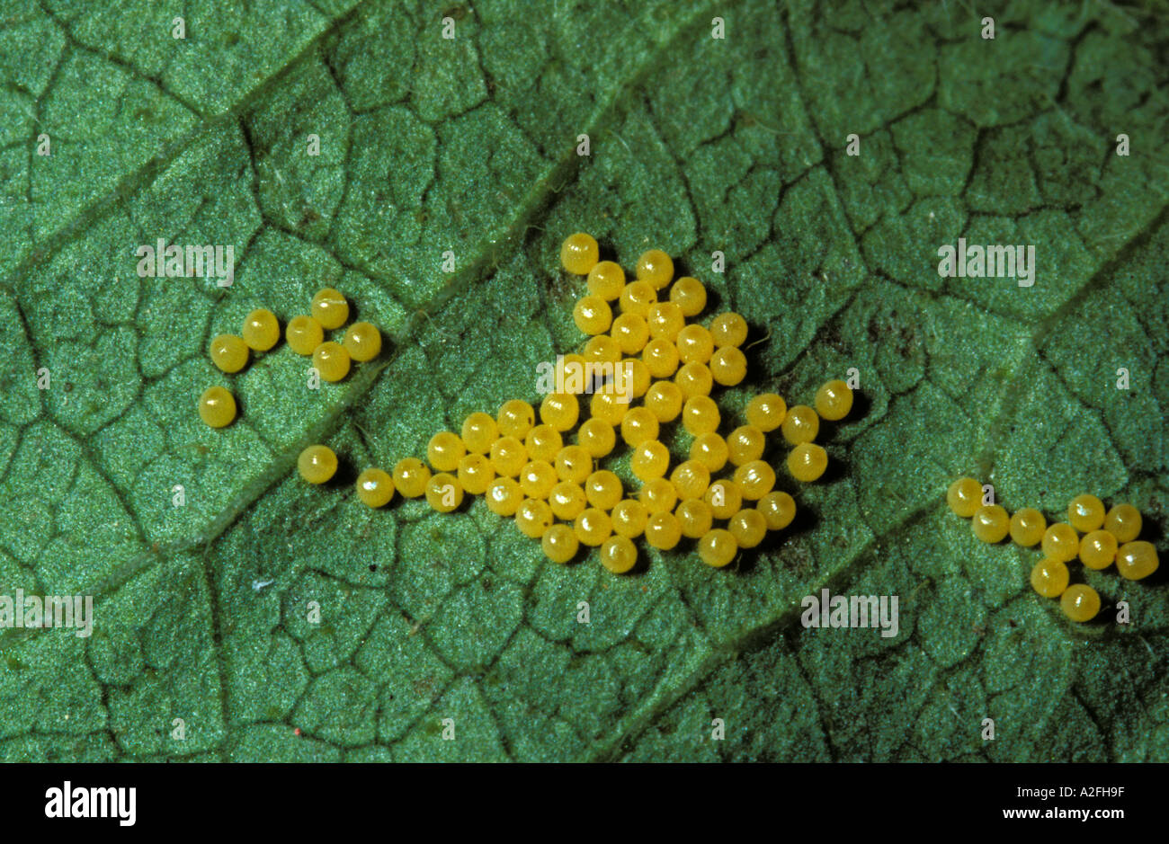 Devil butterfly hi-res stock photography and images - Alamy
