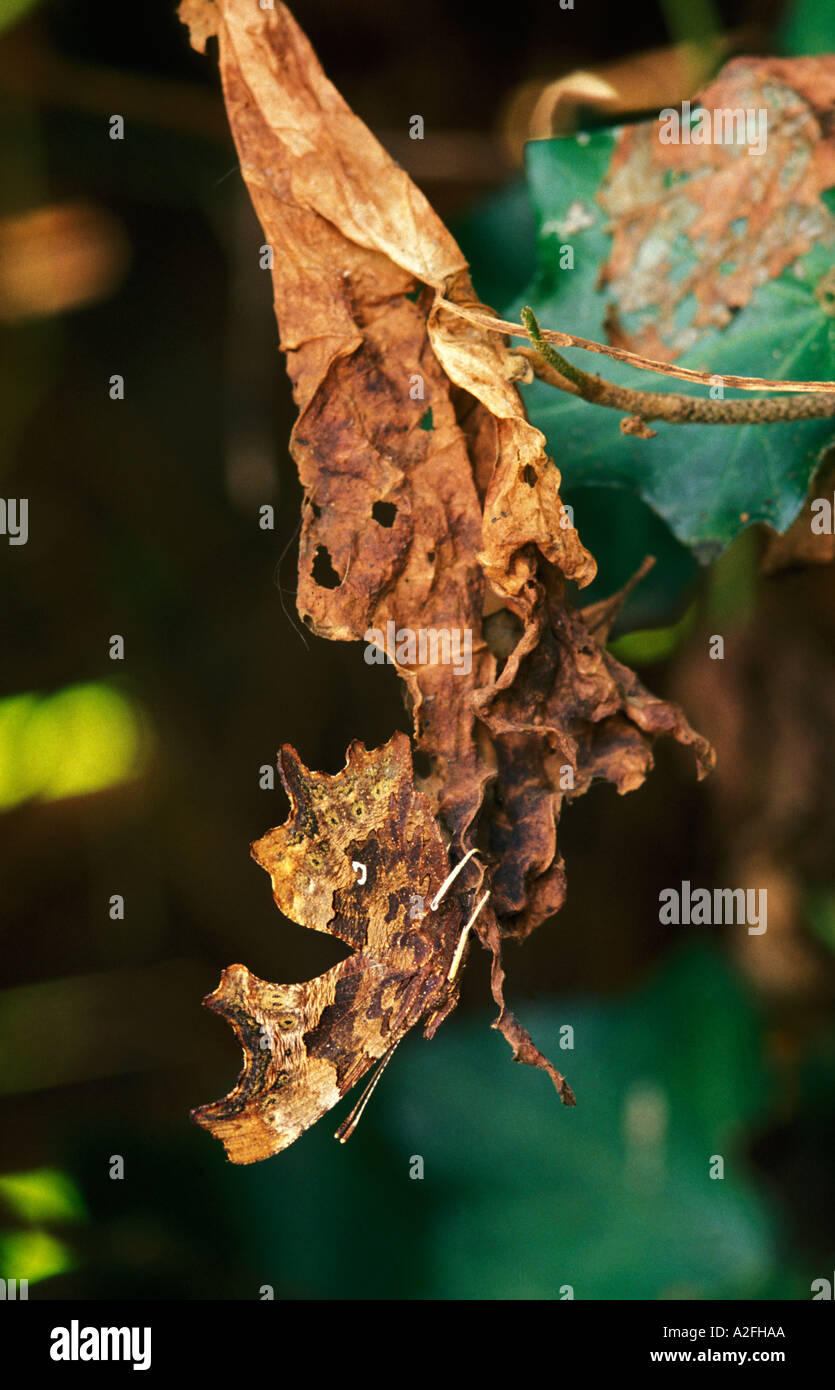 Camouflaged insects hi-res stock photography and images - Alamy