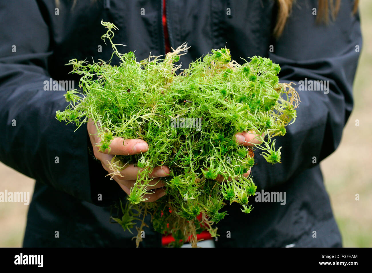 Sphagnum (Sphagnum spec Stock Photo - Alamy
