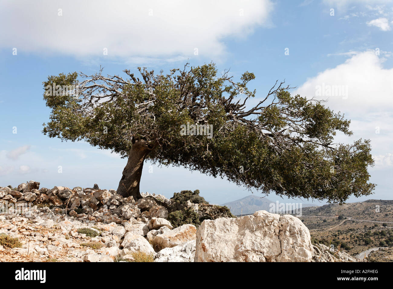 Old holm oak (Quercus ilex), Kritsa, Crete, Greece Stock Photo - Alamy