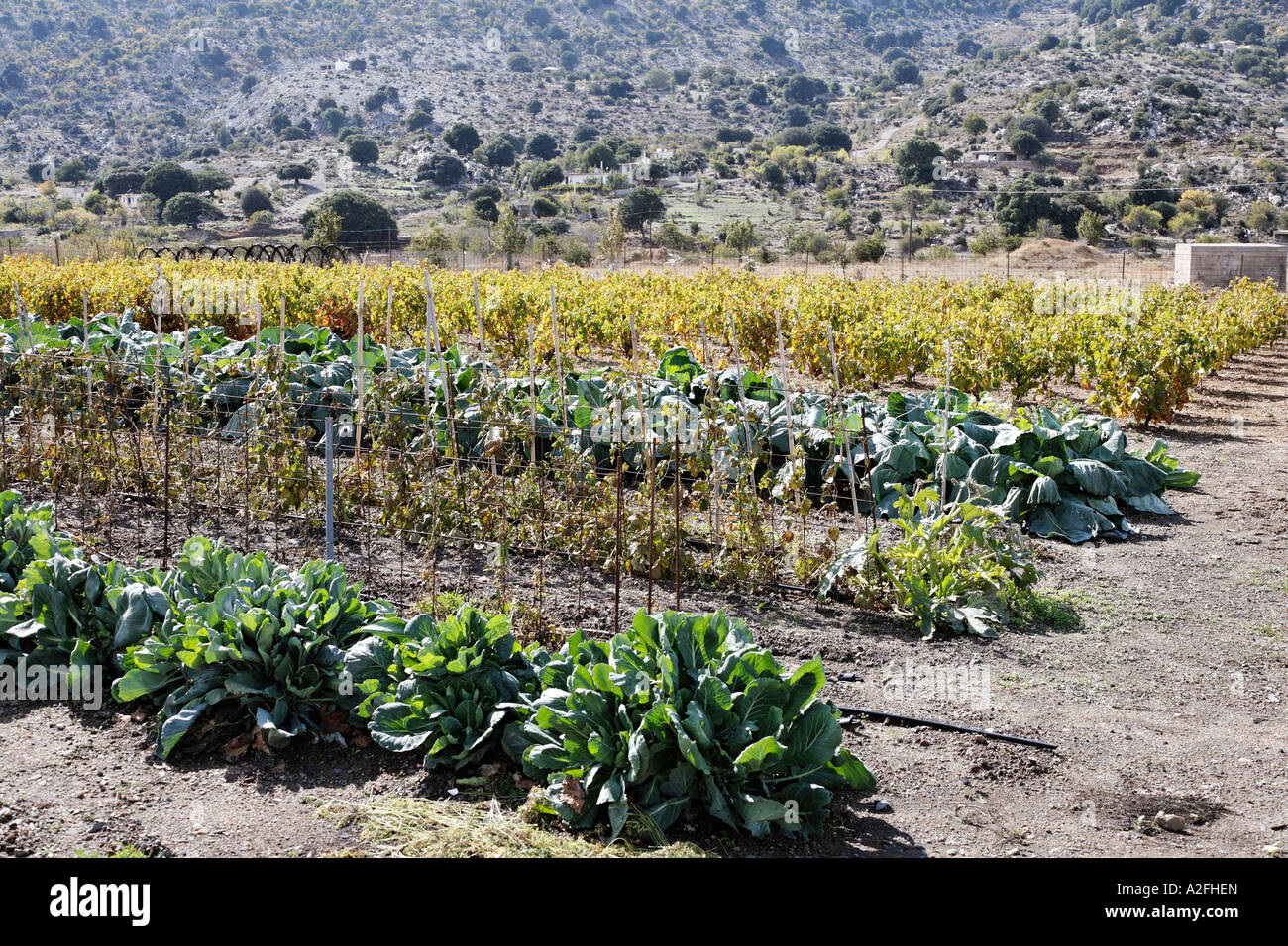 Katharos High Resolution Stock Photography and Images - Alamy