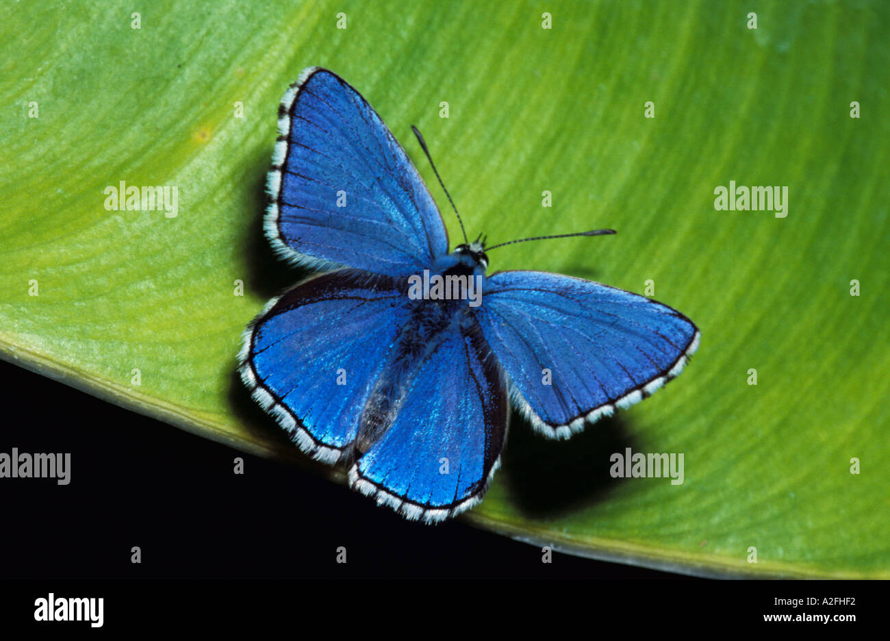 Adonis blue butterfly uk hi-res stock photography and images - Alamy