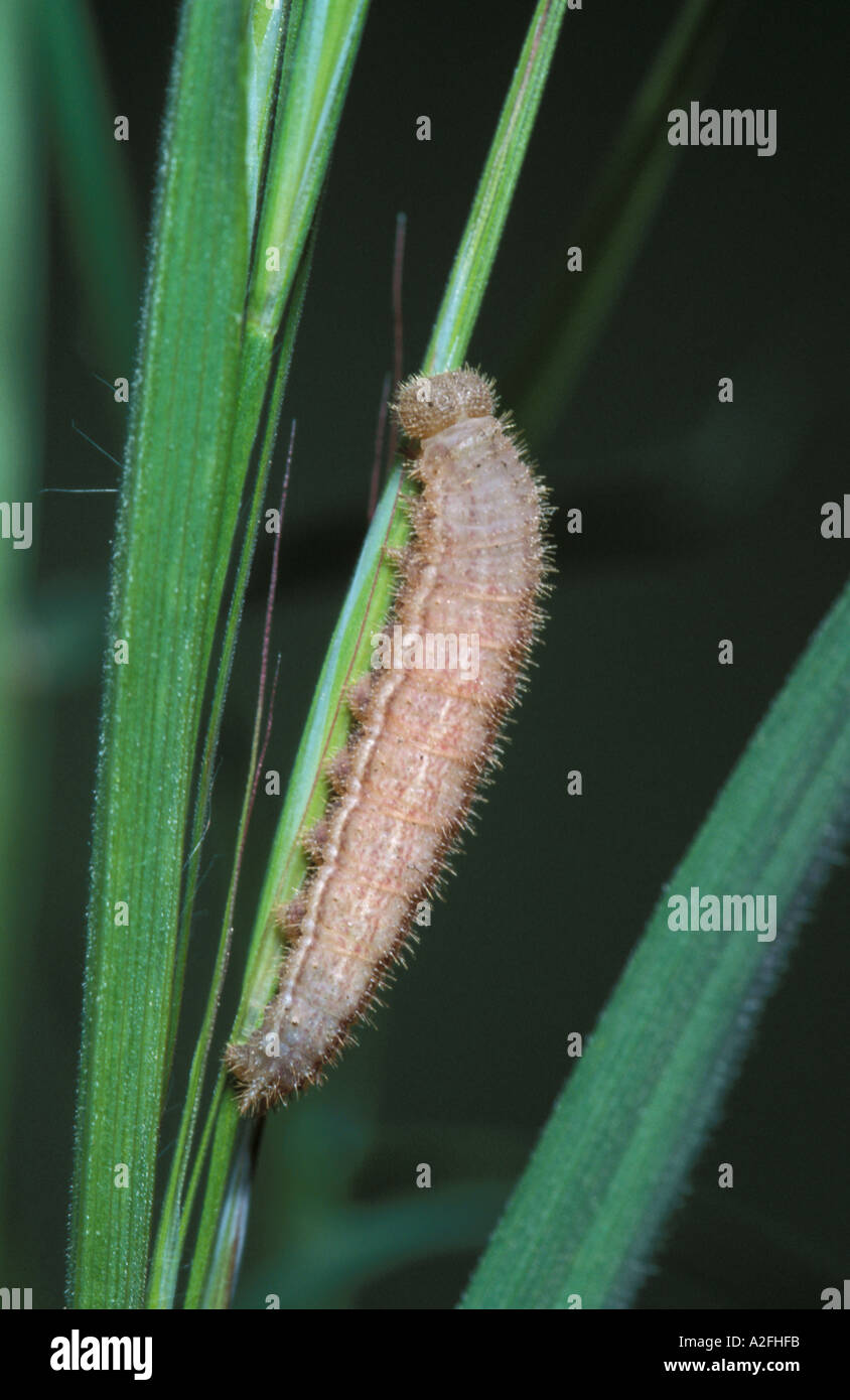 Gatekeeper Butterfly Pyronia tithonus caterpillar UK Stock Photo - Alamy