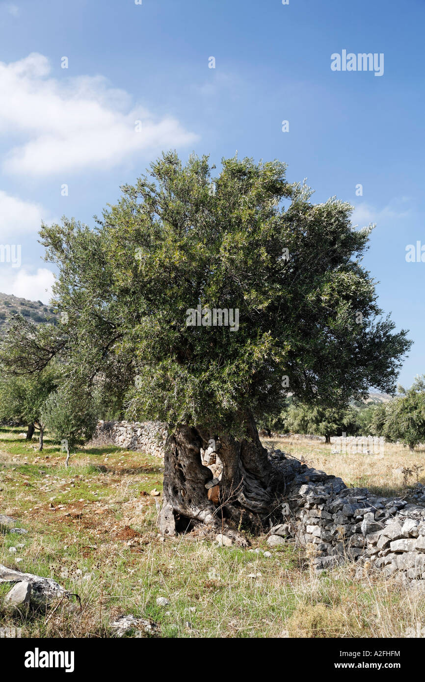 Old olive tree, Crete, Greece Stock Photo - Alamy