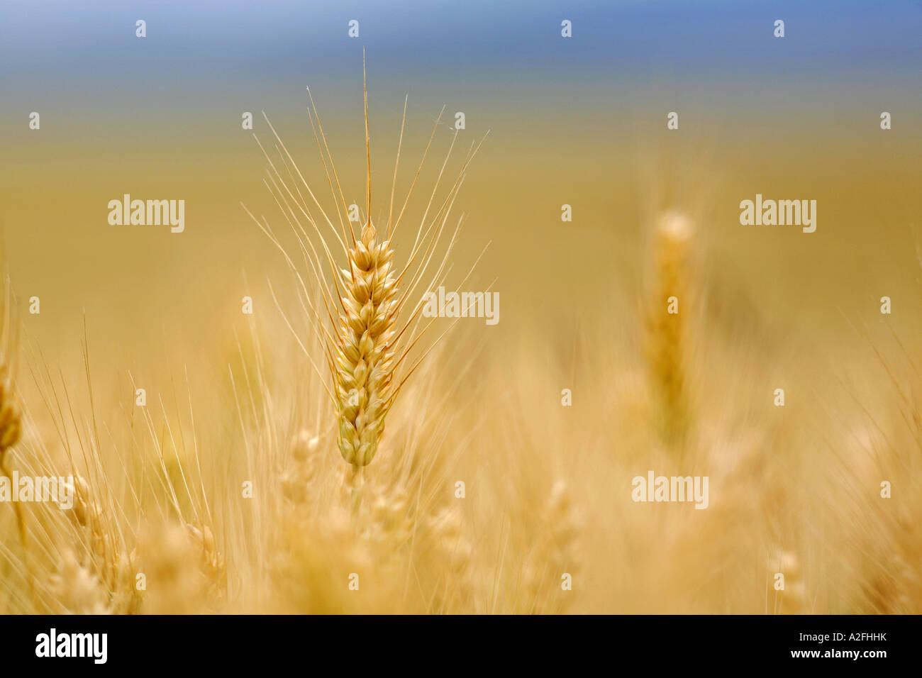 Corn field with barley Stock Photo - Alamy