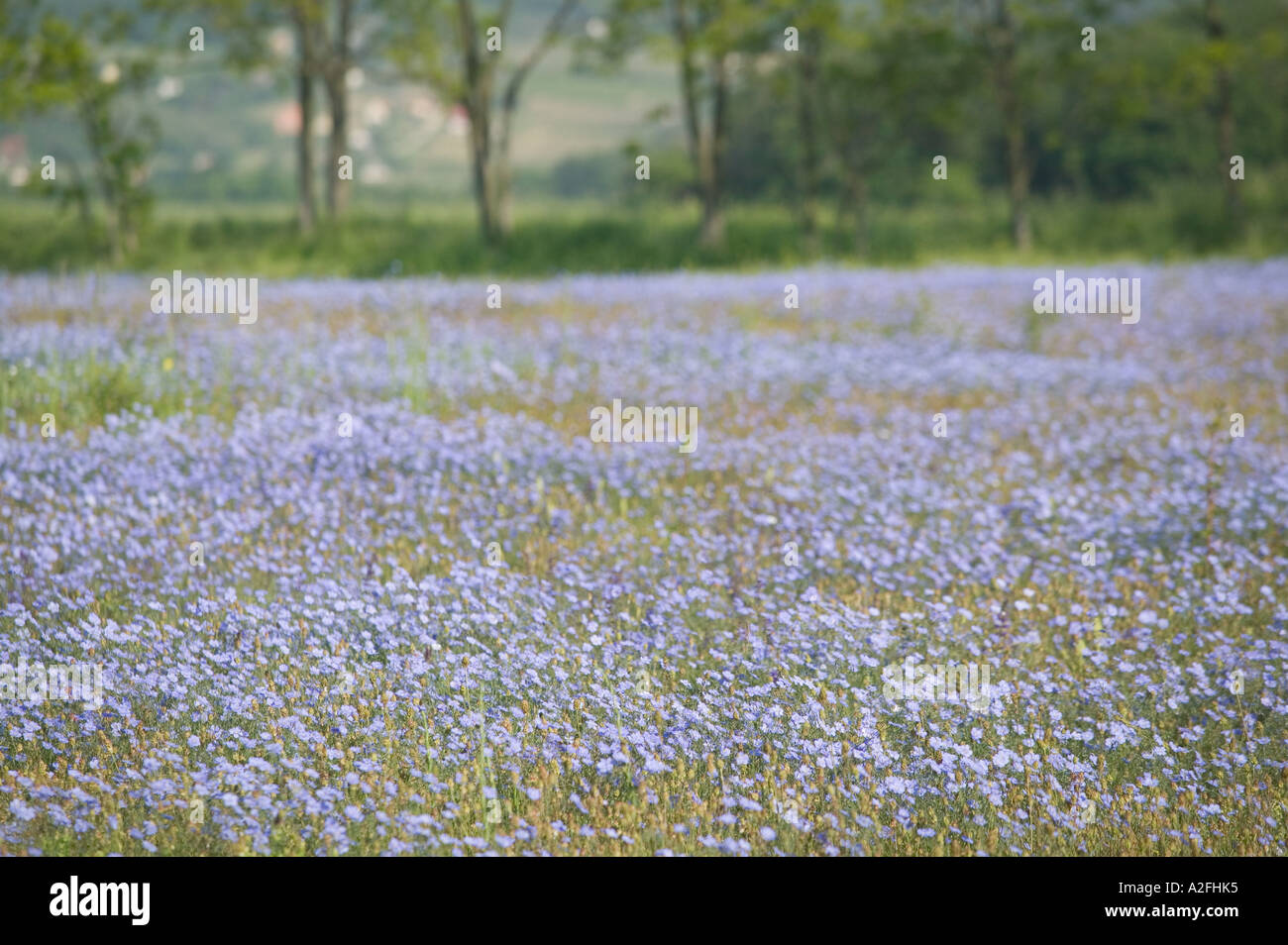 HUNGARY, Lake Balaton Region, ZANKA: Field of Blue Flowers Stock Photo ...