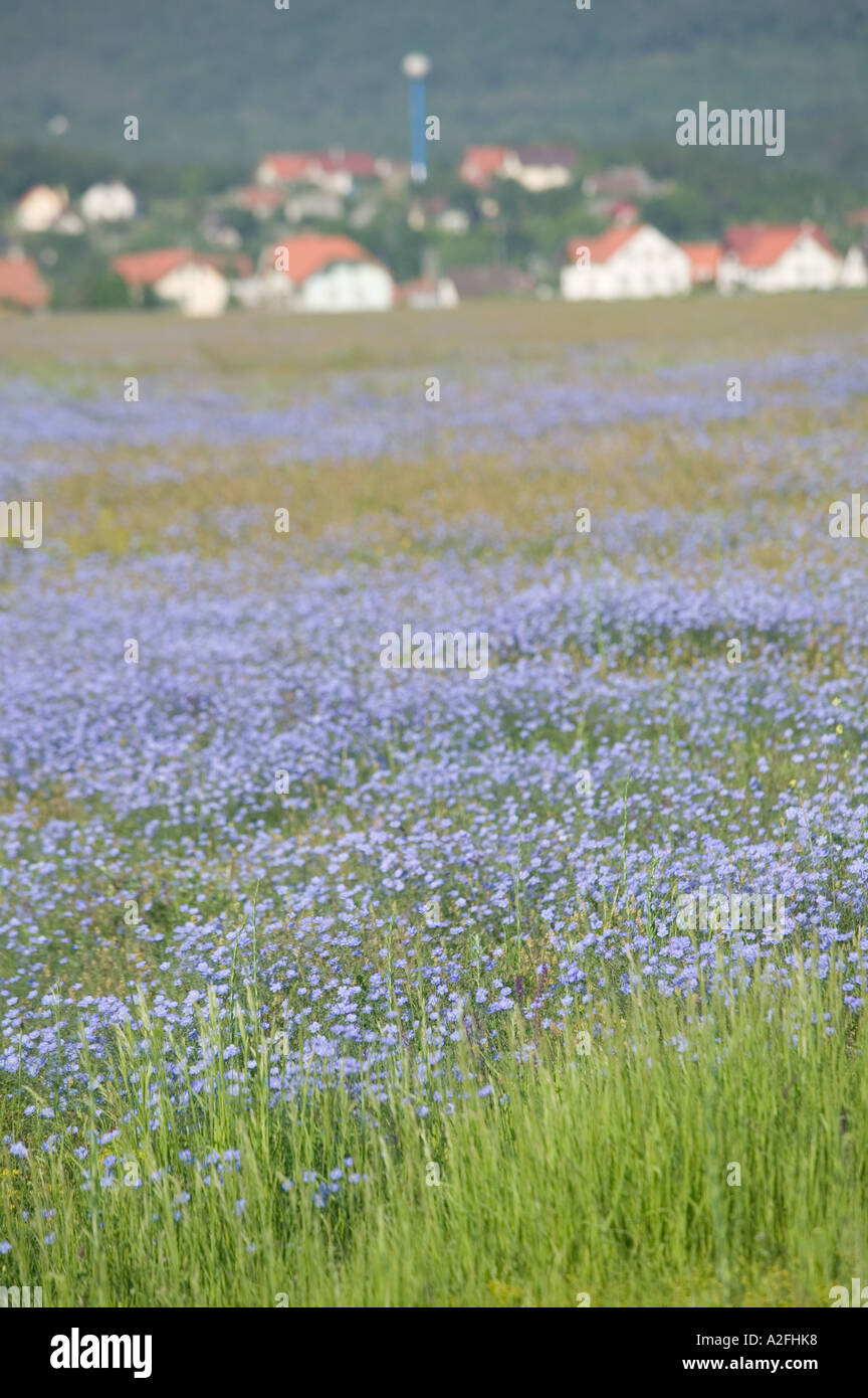 HUNGARY, Lake Balaton Region, ZANKA: Field of Blue Flowers Stock Photo ...