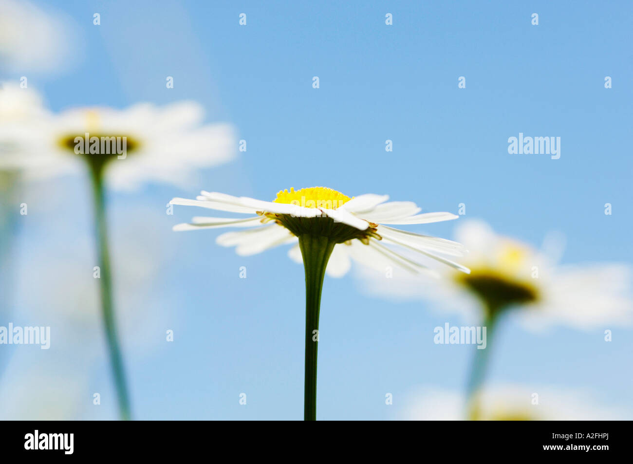 Fragile mayweed flower hi-res stock photography and images - Alamy