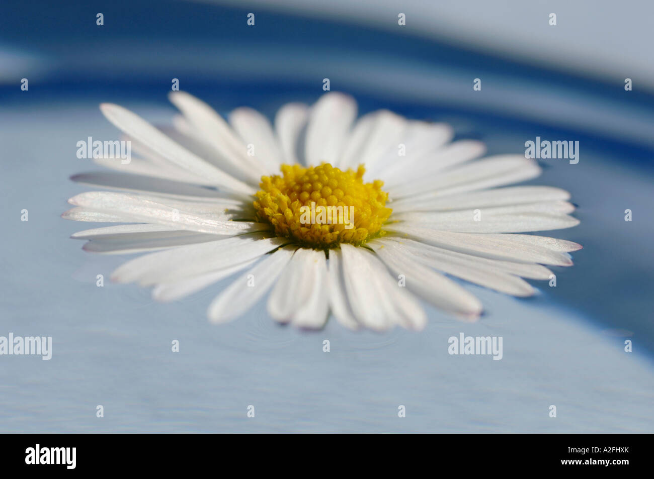 Floating daisy, close-up Stock Photo - Alamy