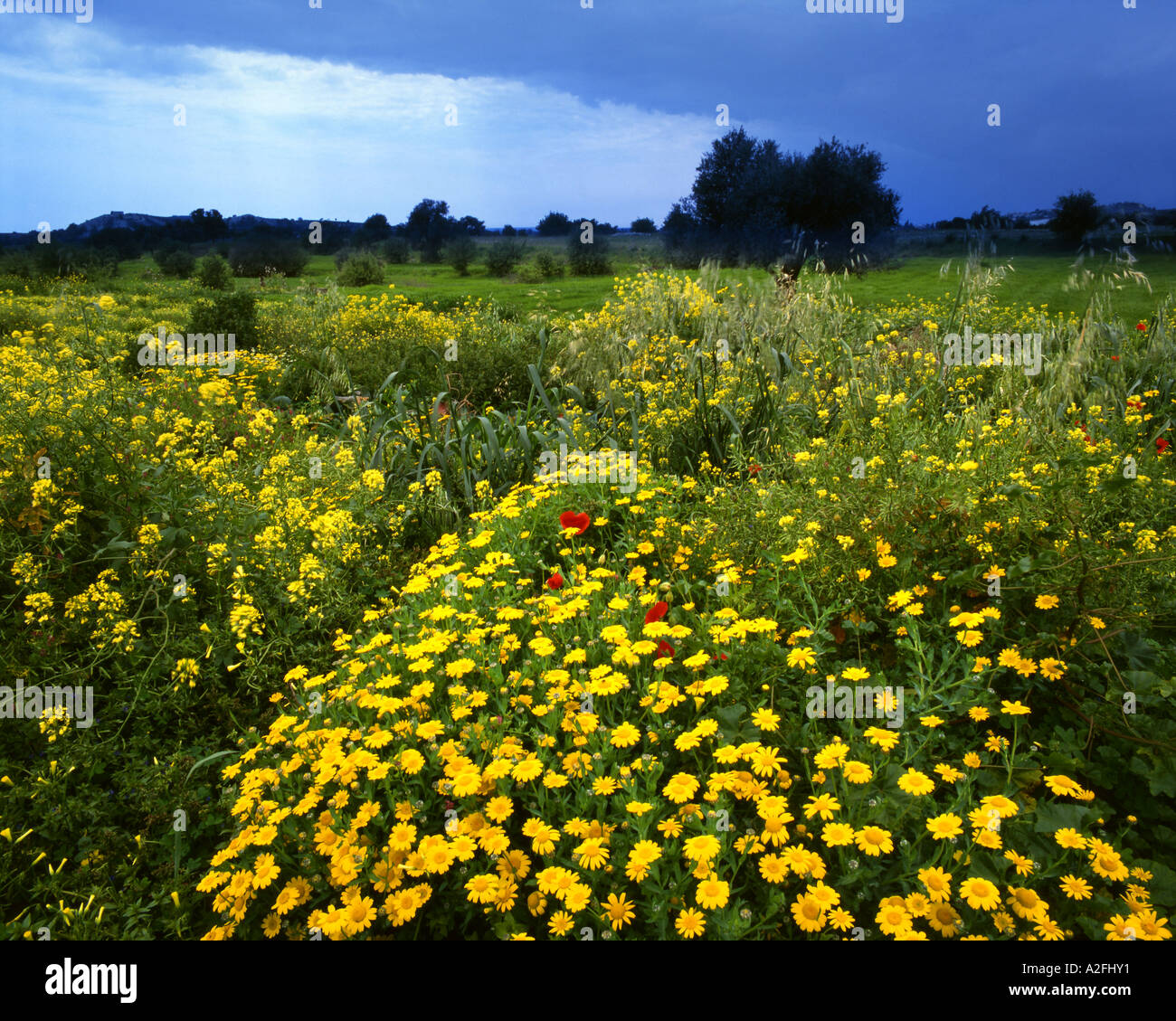 CYPRUS: Field of Spring Flowers Stock Photo - Alamy