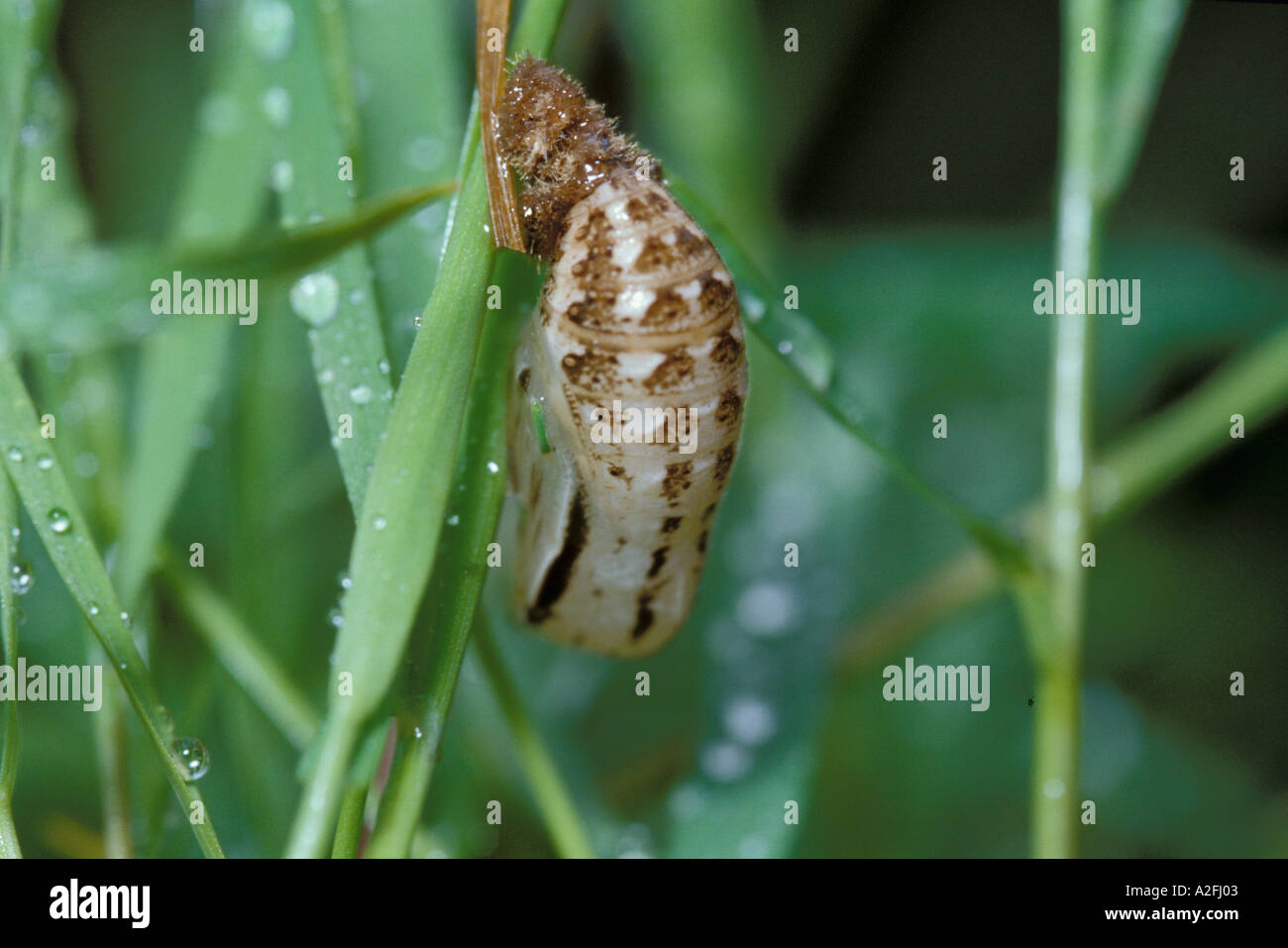 Pyronia tithonus pupae hi-res stock photography and images - Alamy