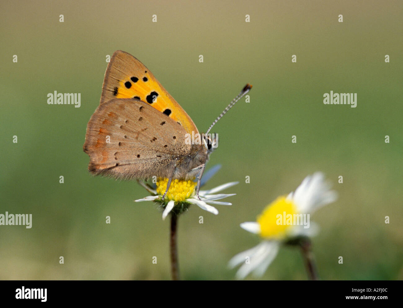 Small copper hi-res stock photography and images - Alamy