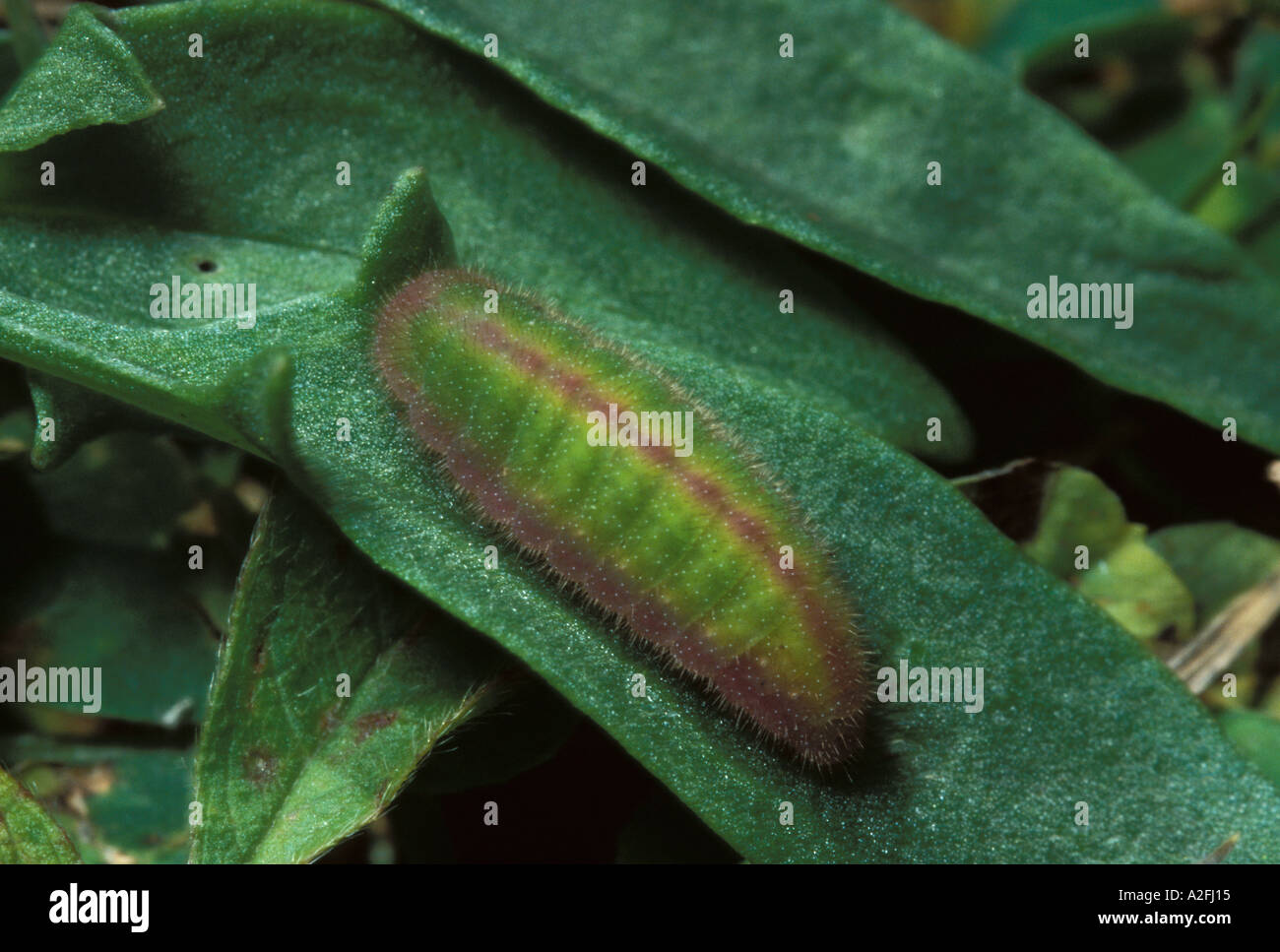 Small Copper Butterfly Lycaena phlaeus larvae UK Stock Photo - Alamy