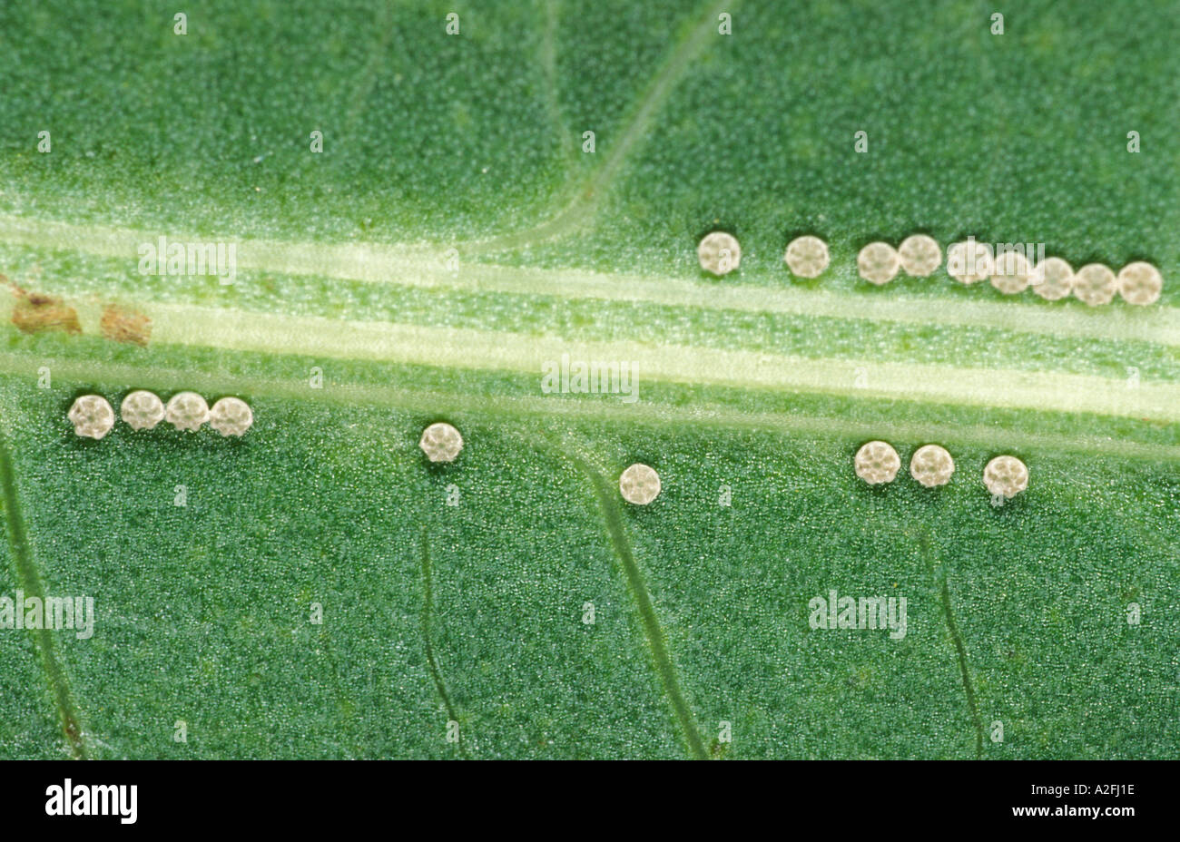 Large Copper Butterfly Lycaena dispar ova or eggs on leaf was extinct ...