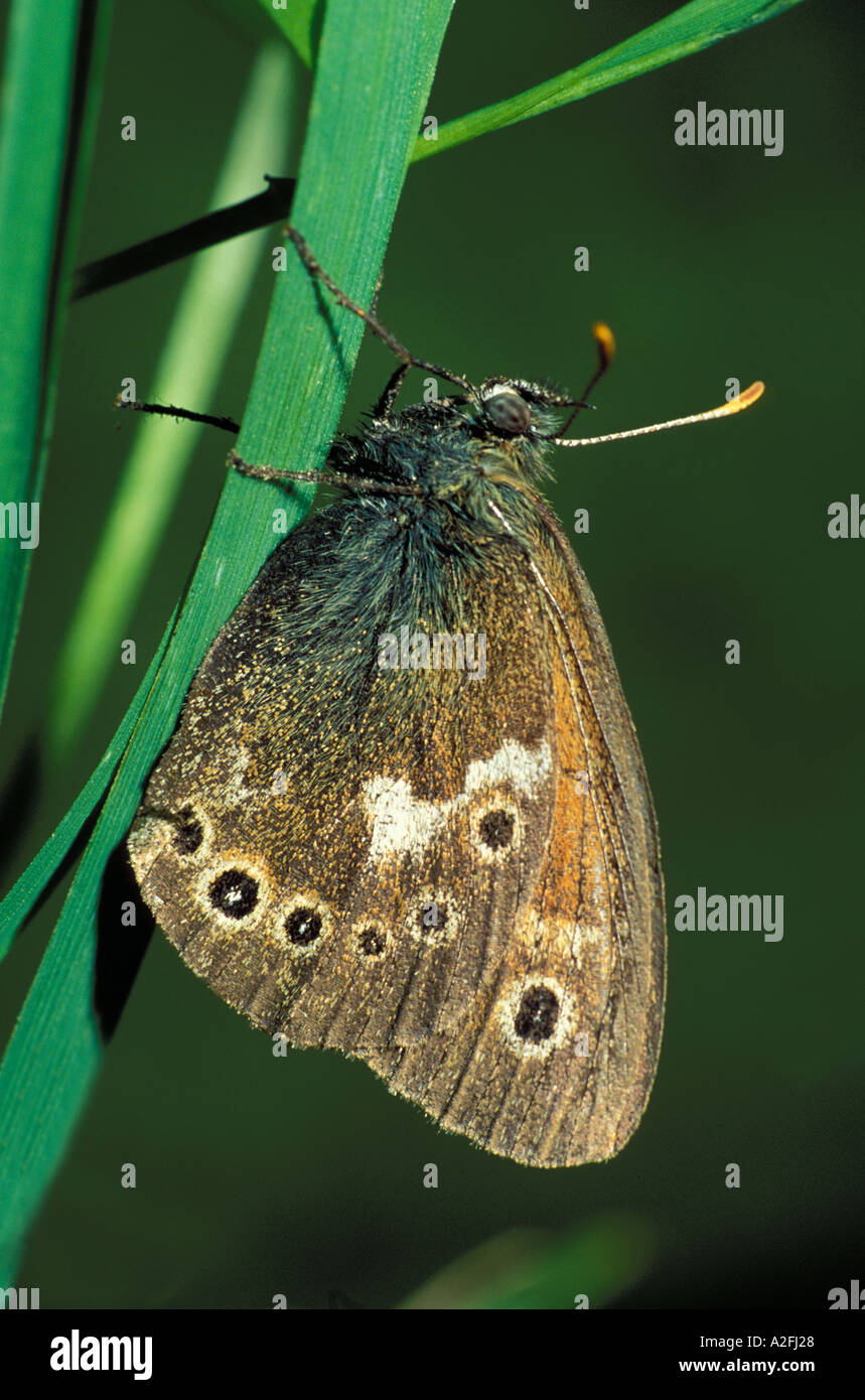 Large heath butterfly hi-res stock photography and images - Alamy