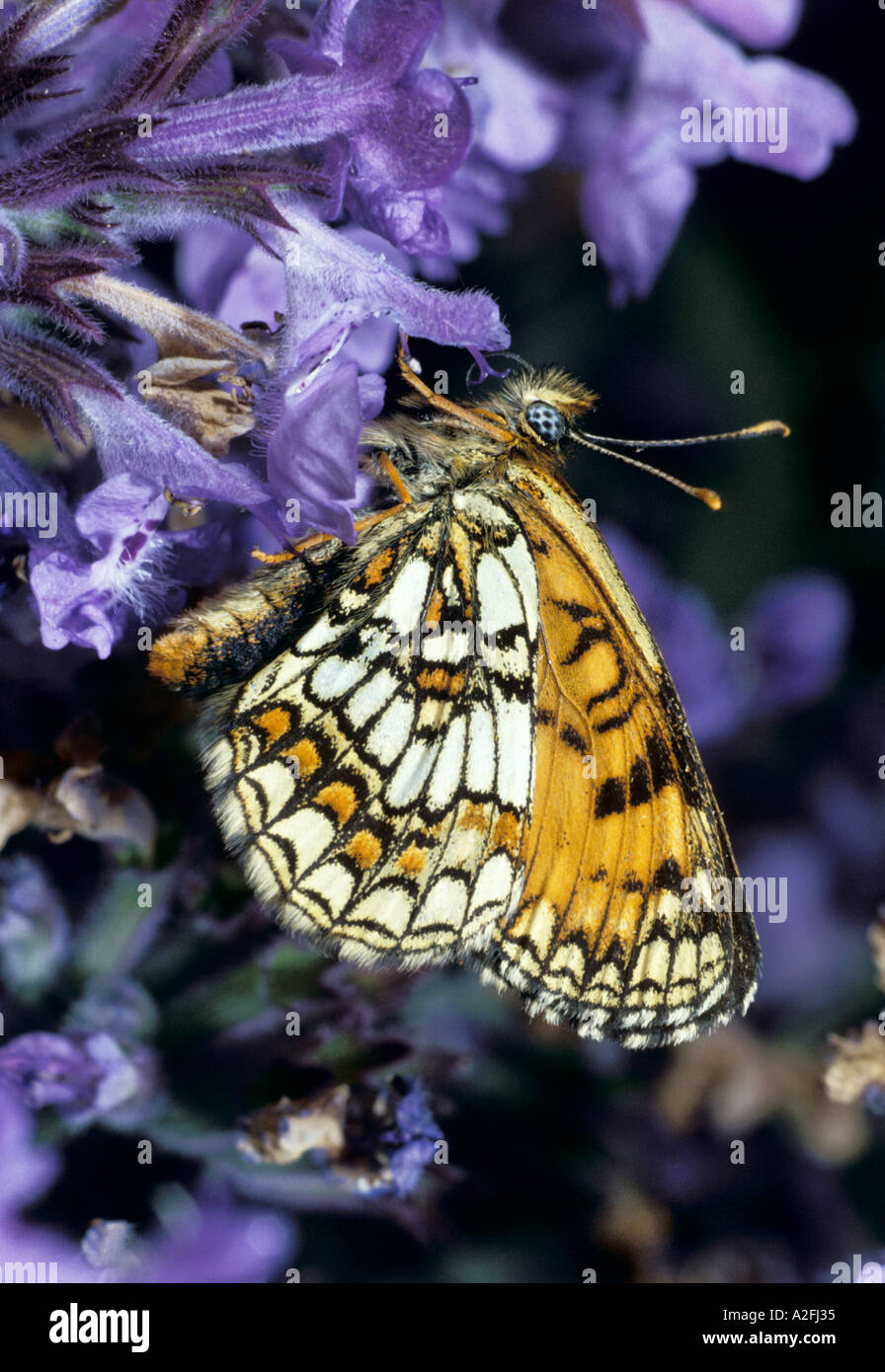 Heath Fritillary Butterfly Mellicta athalia UK Stock Photo - Alamy