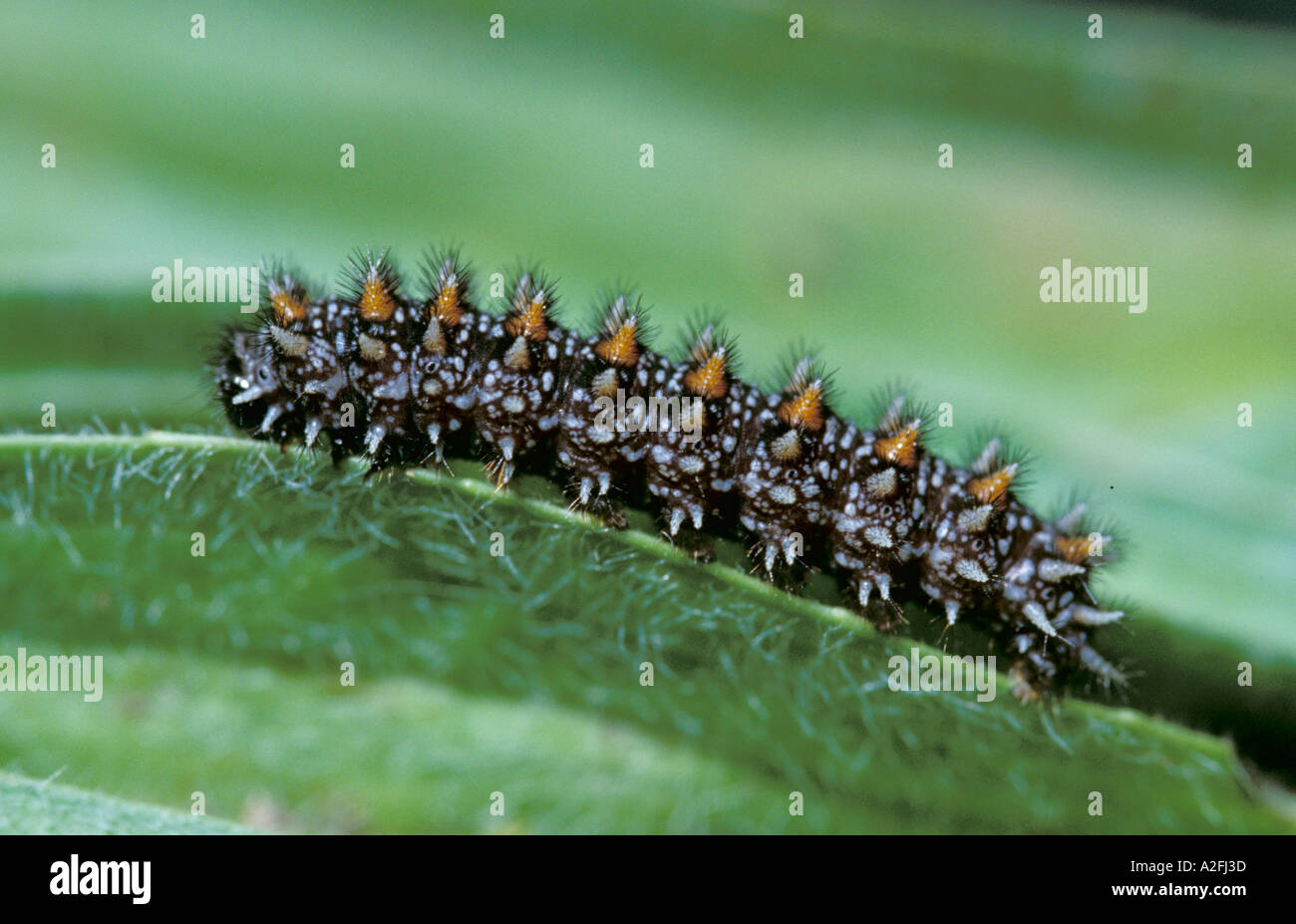 Heath Fritillary Butterfly Mellicta athalia caterpillar UK Stock Photo ...