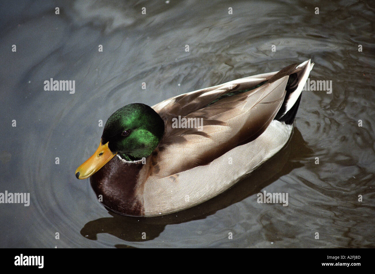 Mallard Duck Floating in Pond Stock Photo - Alamy
