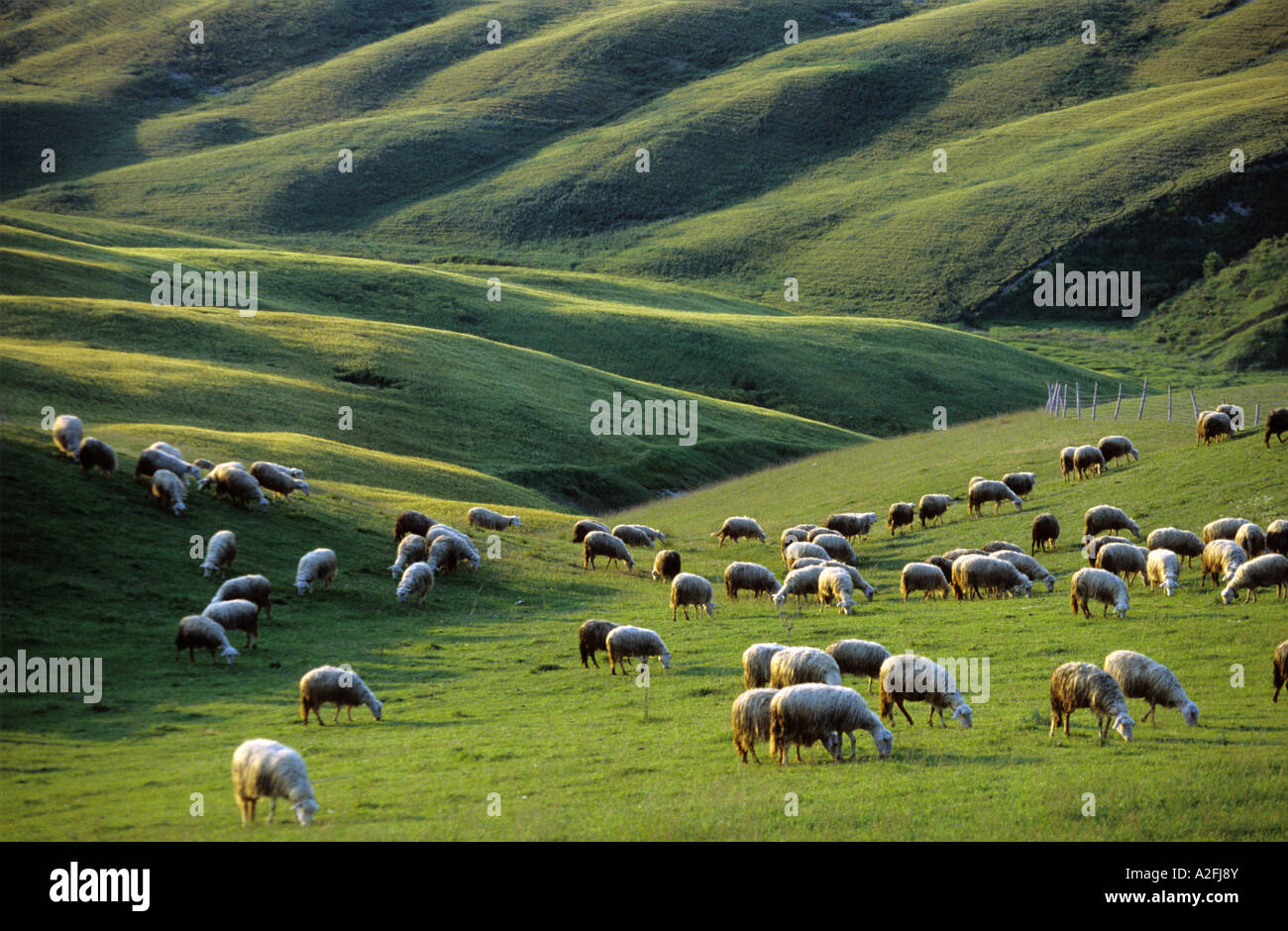 Domestic scene in tuscany hi-res stock photography and images - Alamy