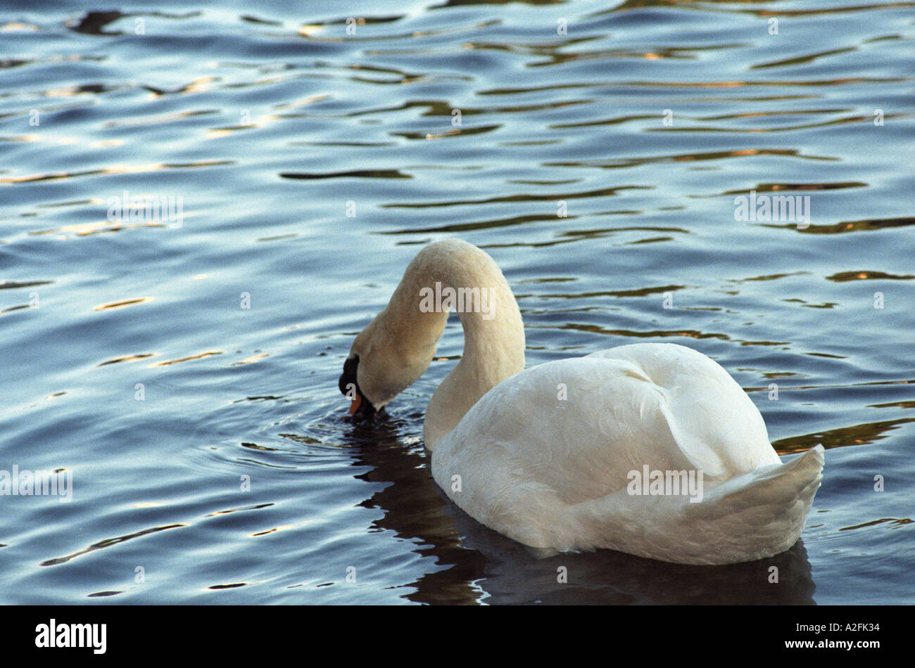 Thirsty swan hi-res stock photography and images - Alamy