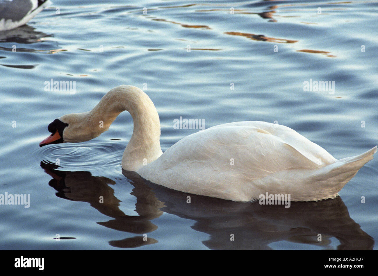 Thirsty swan hi-res stock photography and images - Alamy