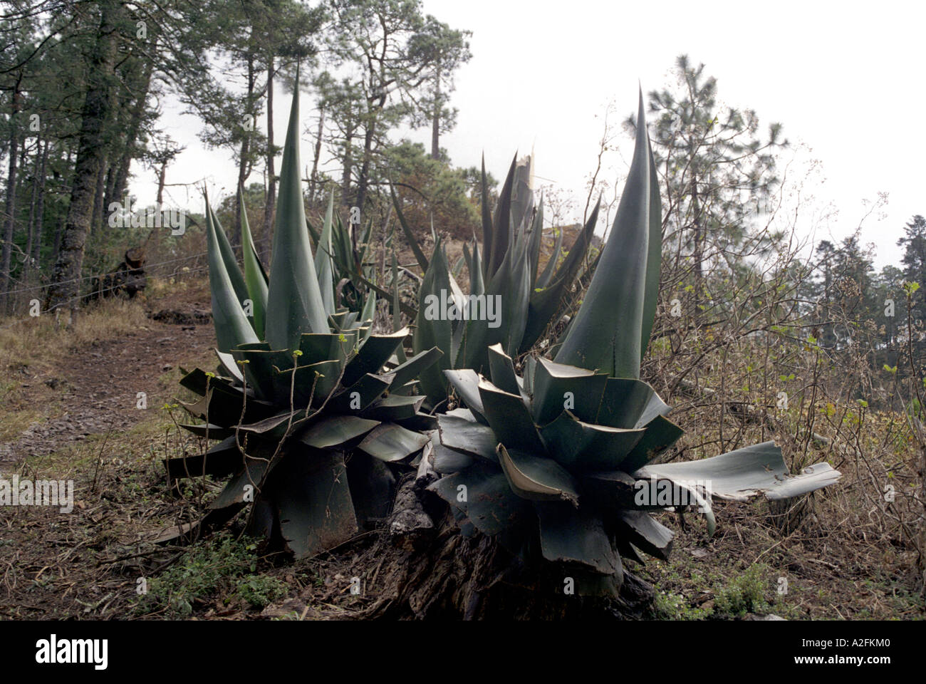 Cut wild agave plants in the Sierra Norte near Oaxaca, Mexico Stock ...