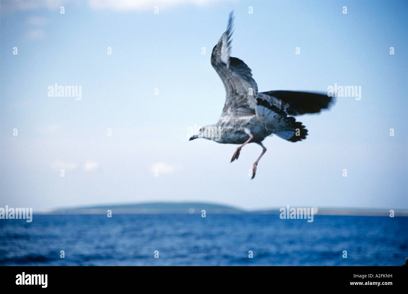 Seagull at sea Stock Photo - Alamy