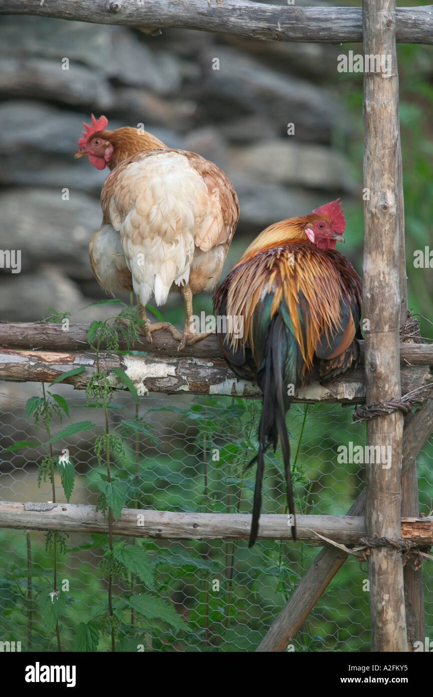 Chickens near Flam, Sognefjord, Norway Stock Photo - Alamy