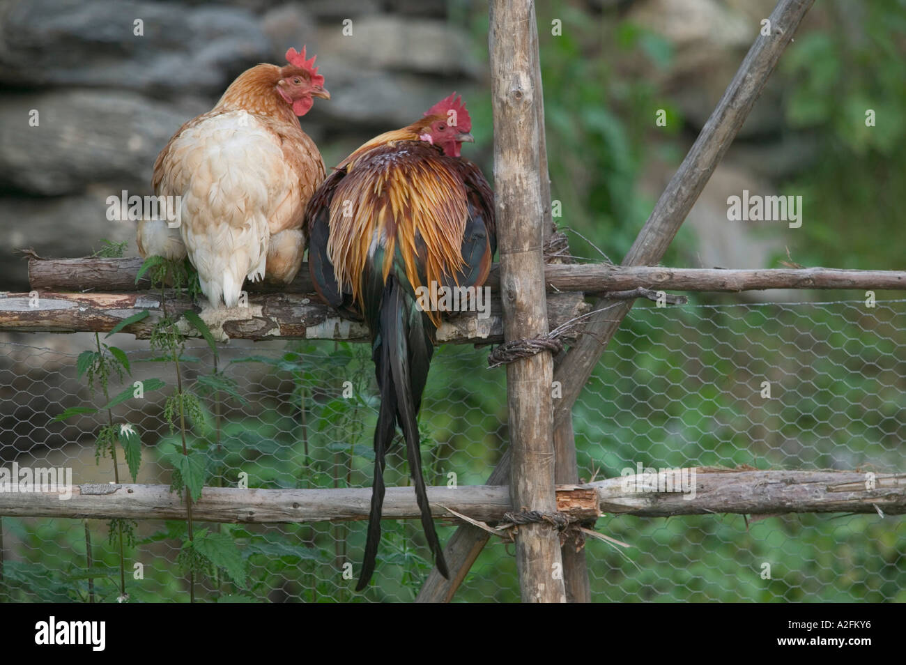 Two chickens perched hi-res stock photography and images - Alamy