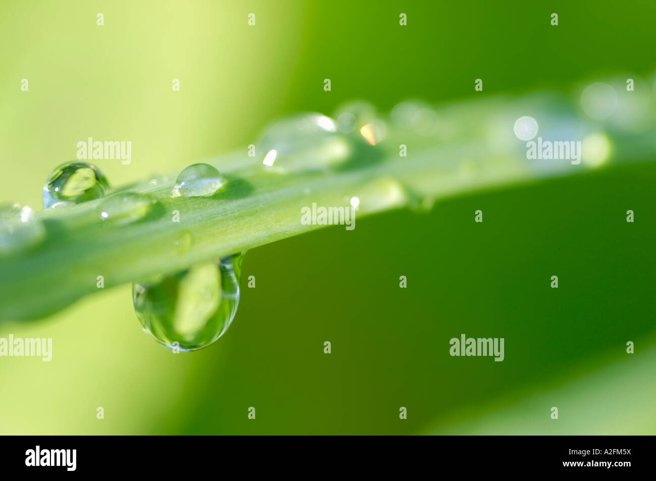 Grass with waterdrops, close-up Stock Photo - Alamy