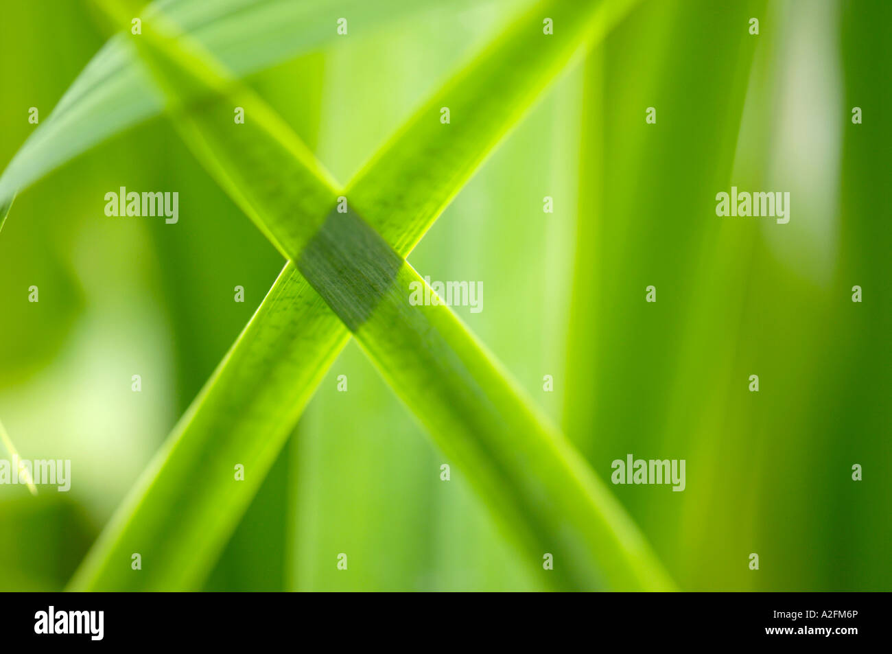 Chinese reed, close-up Stock Photo - Alamy