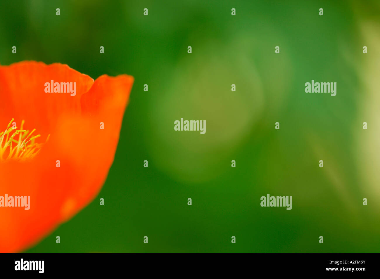 Poppy seed, close-up Stock Photo - Alamy